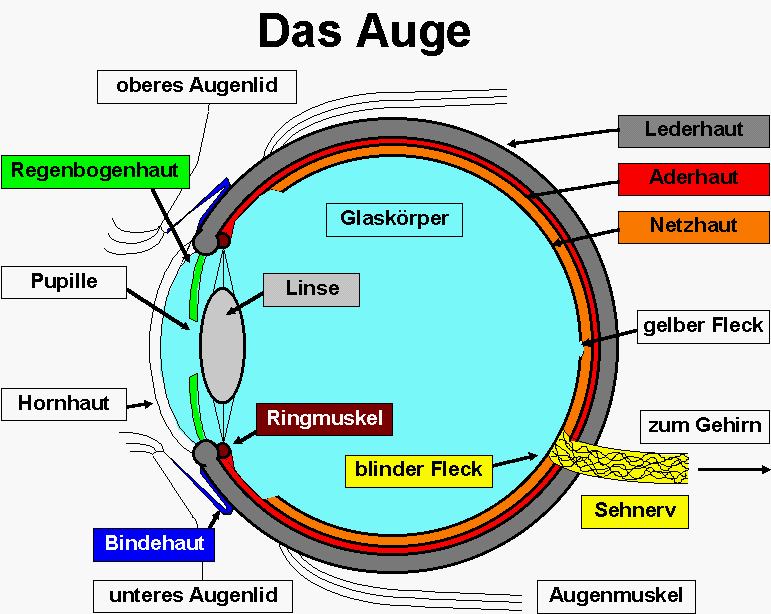 biologieschulung: 14. (29.1.2007) Bau und Funktion des Auges biologieschulung: 14. (29.1.2007) Bau und Funktion des Auges